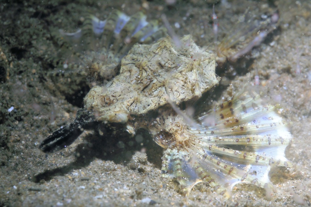 Dragon Seamoth (Fishes of Chowder Bay, Sydney, Australia) · iNaturalist