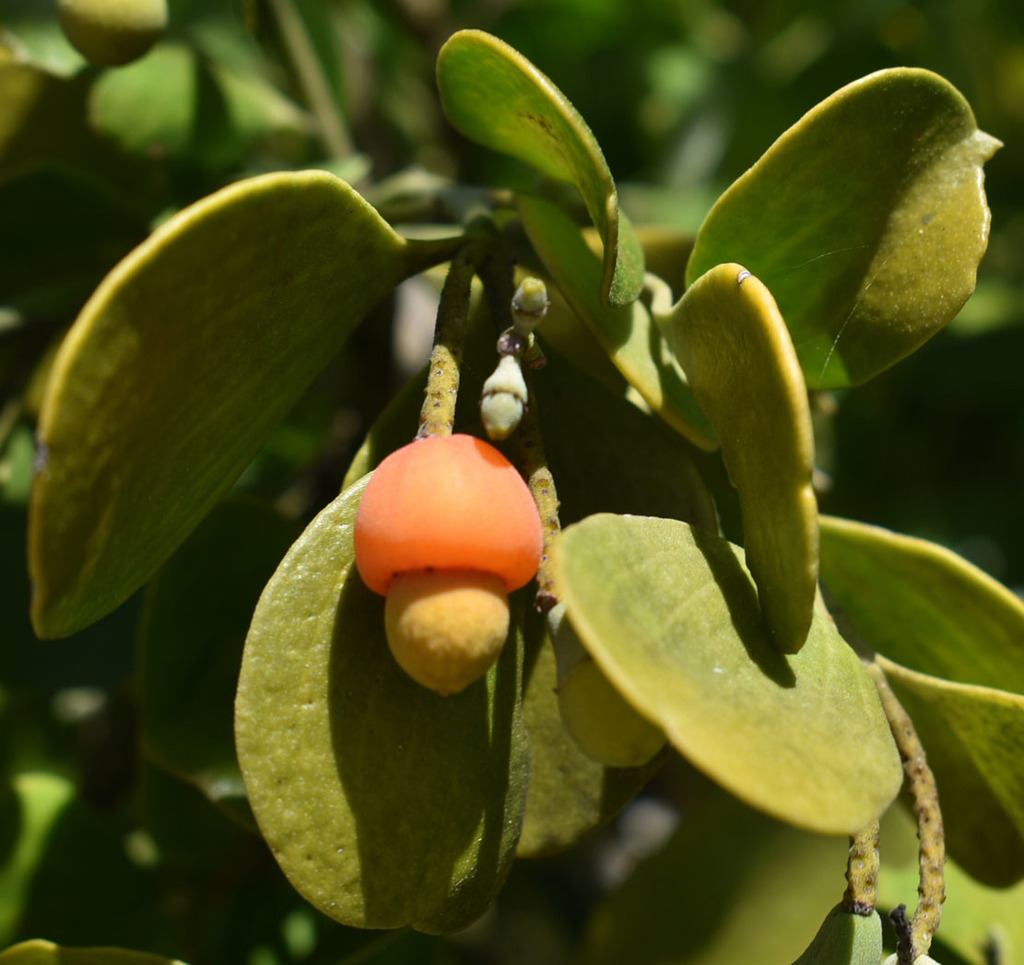 Broad Leaved Native Cherry from Craiglie QLD 4877, Australia on August ...