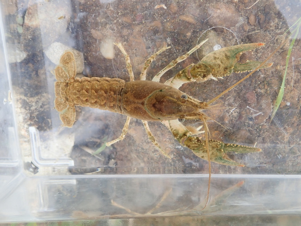 Calico Crayfish in May 2021 by Daniel Folds. Form I male · iNaturalist