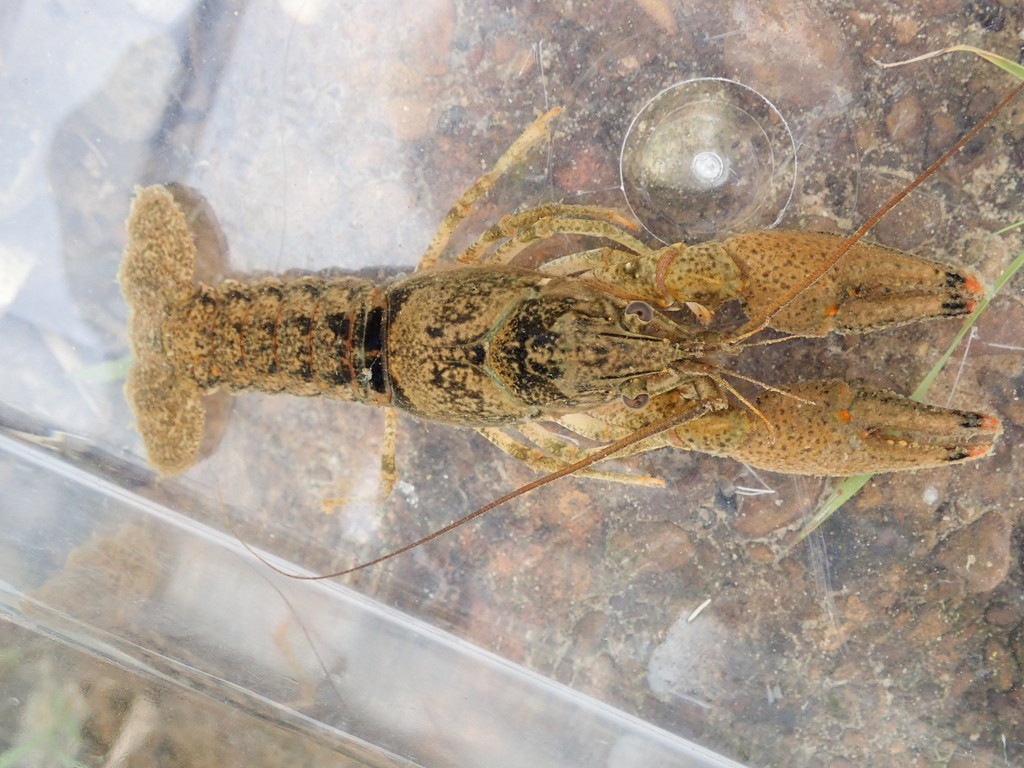 Rough River Crayfish in May 2021 by Daniel Folds. Form II male ...