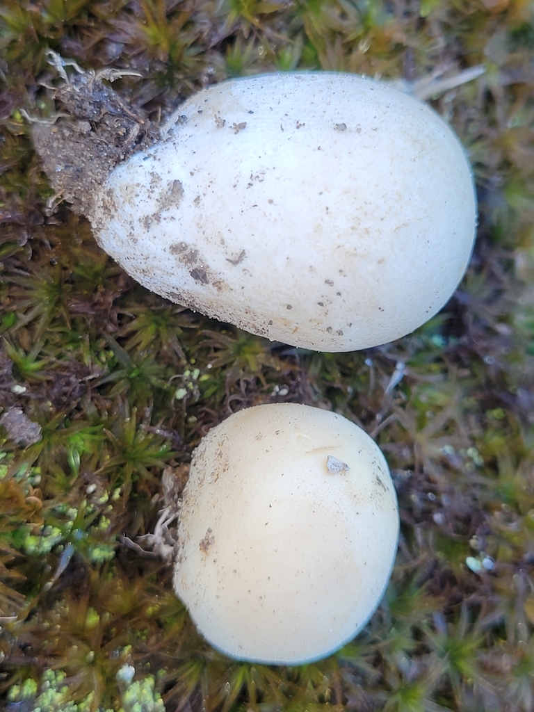 Brain puffball from Jamestown Township, IN, USA on October 19, 2021 at ...