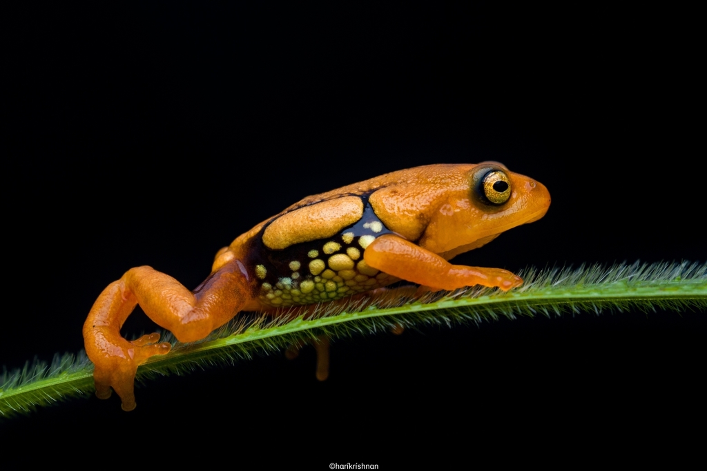 Resplendent Shrubfrog in September 2021 by Harikrishnan S · iNaturalist