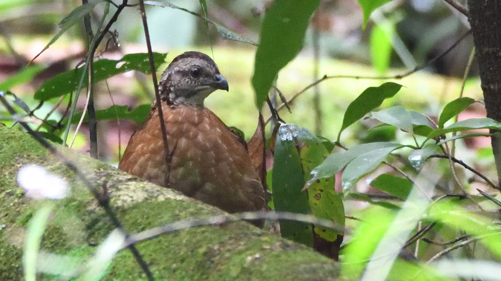Singing Quail from Gómez Farías, Tamaulipas, Mexico on October 15, 2021 ...