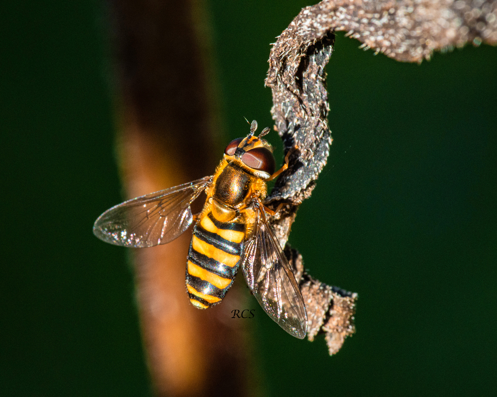 Eupeodes americanus from Herndon, PA, USA on October 19, 2021 at 10:48 ...
