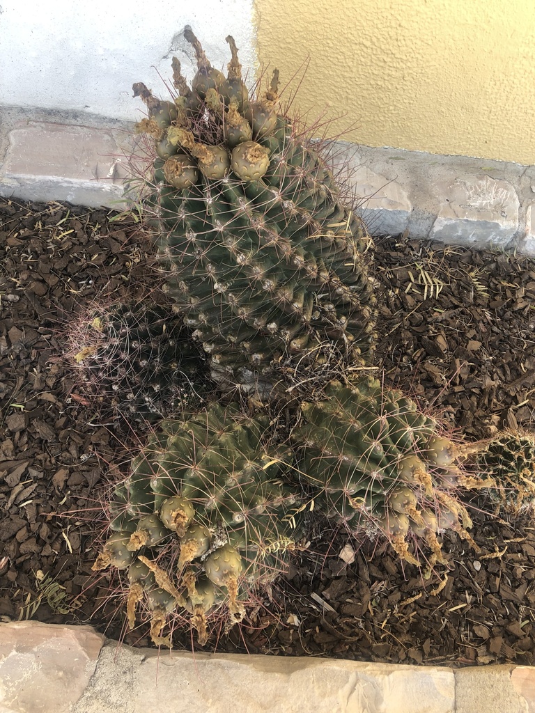 Hamatocactus hamatacanthus hamatacanthus from SH-25 Loop, Del Rio, TX ...