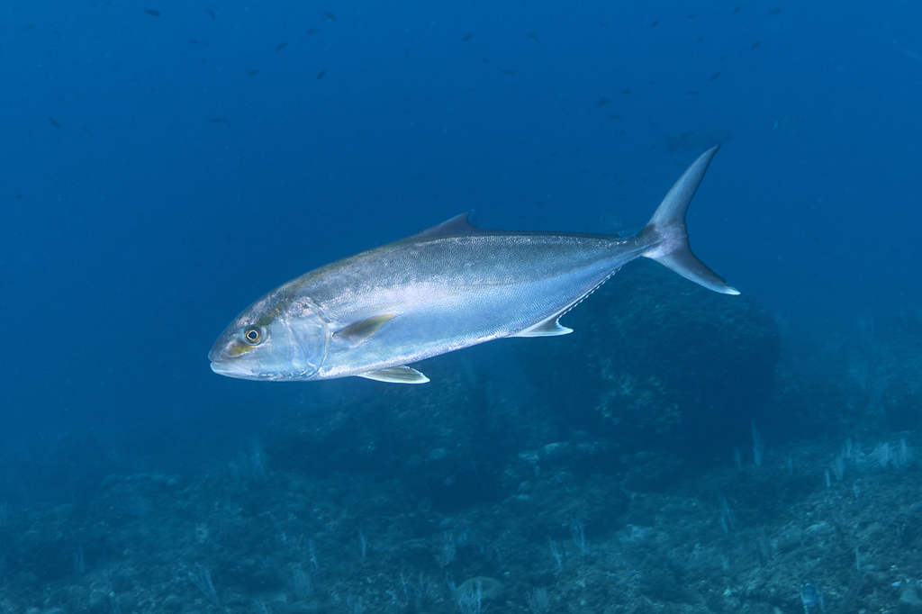 Greater Amberjack from Les Ferranelles on October 18, 2021 at 11:59 AM ...