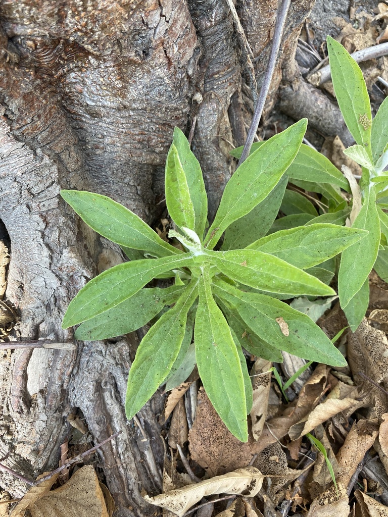 California cudweed from Hahamongna Watershed Park, Pasadena, CA, US on ...