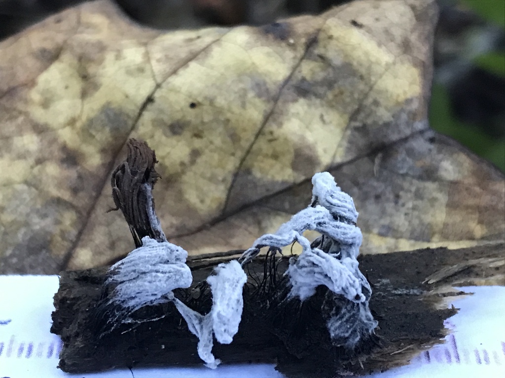 Nectriopsis rexiana from Albert Johnson Rd, Nashville, IN, US on ...