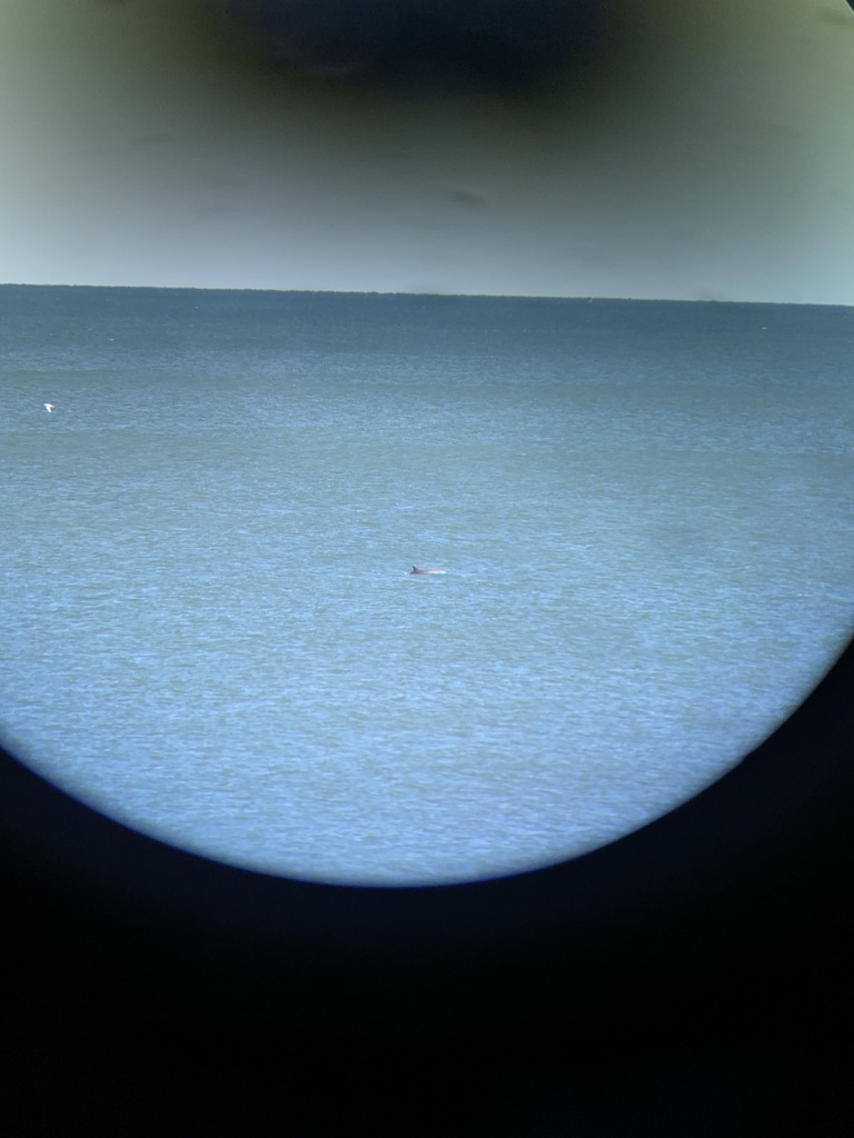 Bottlenose Dolphins from Fenwick Island, Bethany Beach, DE, US on ...