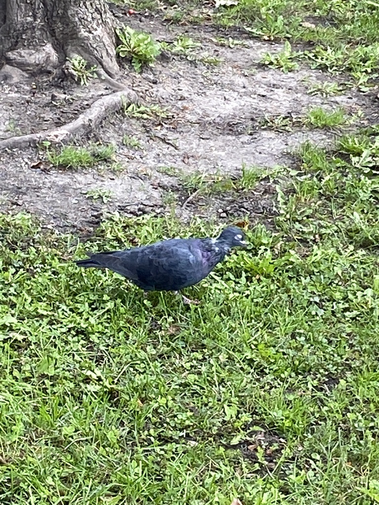 Feral Pigeon from Independence Park, Chicago, IL, US on October 19 ...