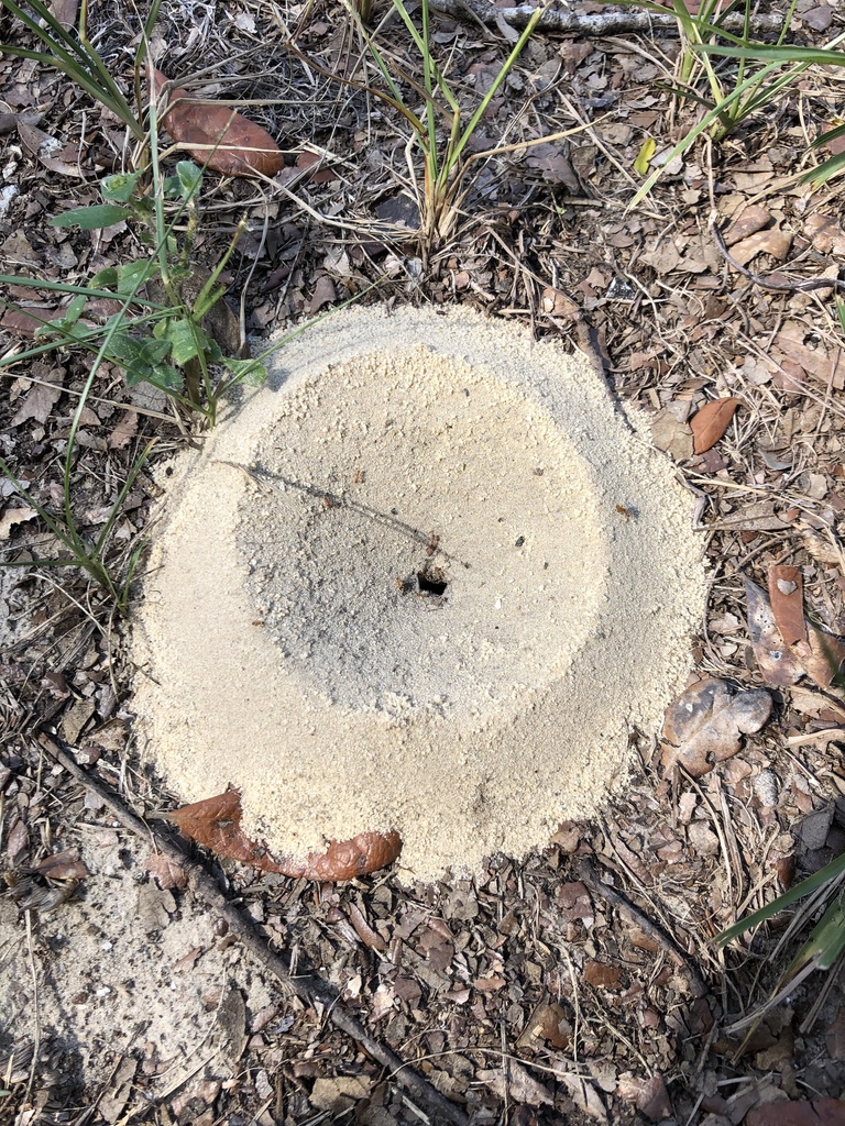Buren's Pyramid Ant from University of South Florida, Tampa, FL, US on ...