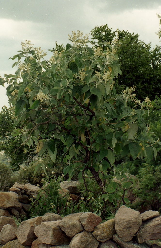 tepozan from Los Trigos, Colón, Querétaro on September 15, 1994 by ...