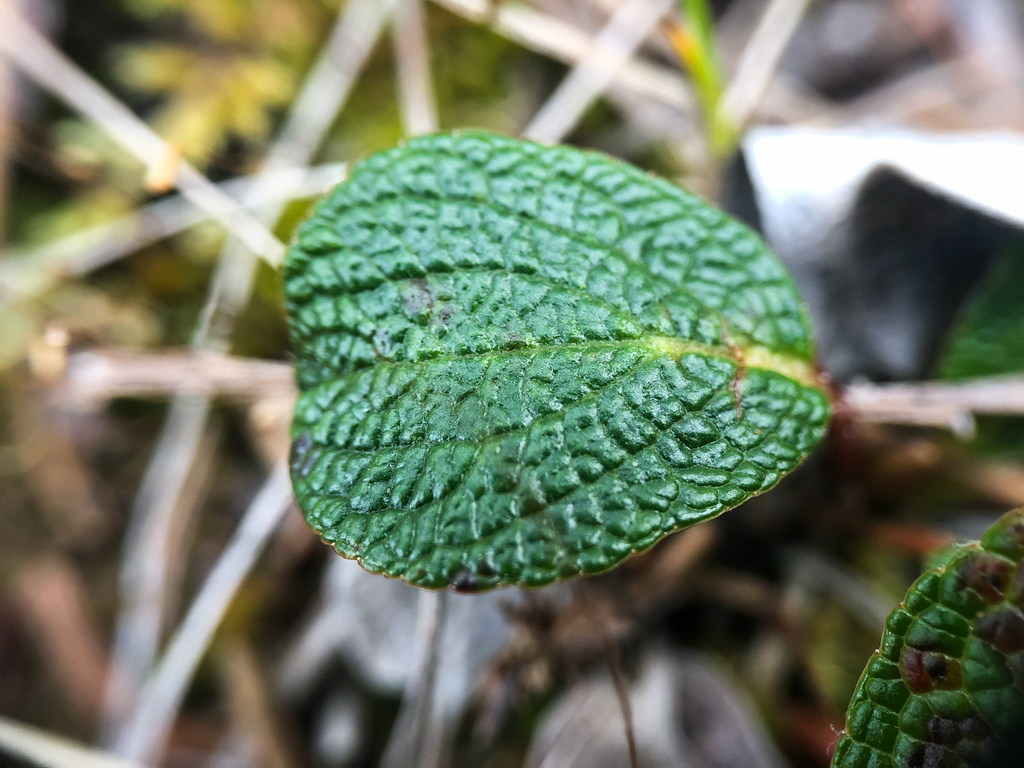 Net-leaved Willow from Boya Lake, Stikine, British Columbia, Canada on ...