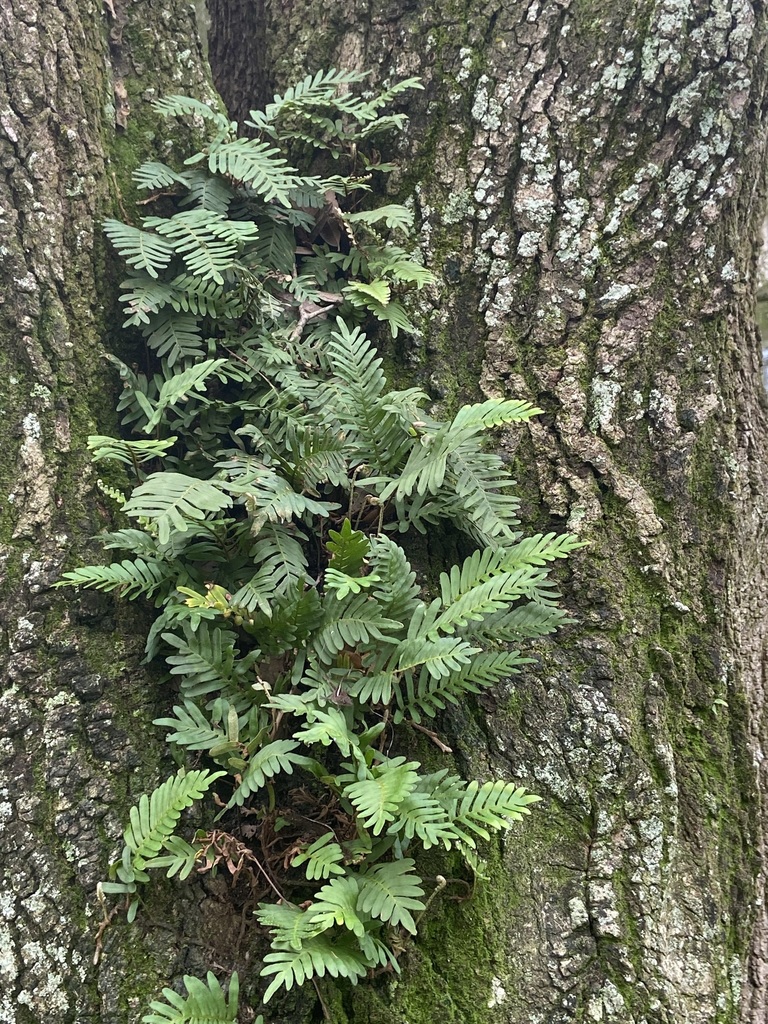 resurrection fern from Tampa, FL, USA on September 16, 2021 at 01:53 PM ...