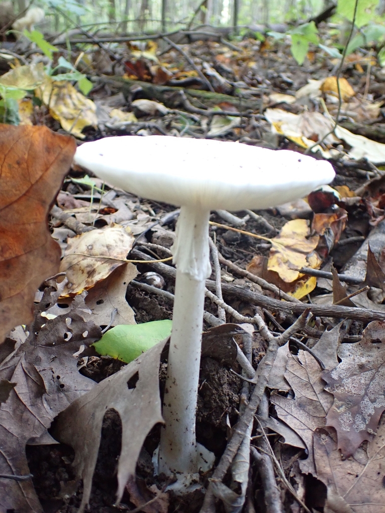 Amanita Sect. Phalloideae from Putnam County on October 16, 2021 by ...