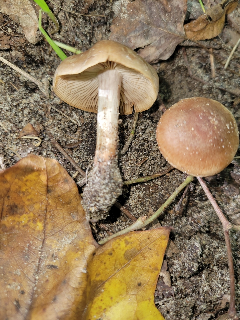 Webcaps from Jamestown Township, IN, USA on October 19, 2021 at 03:24 ...