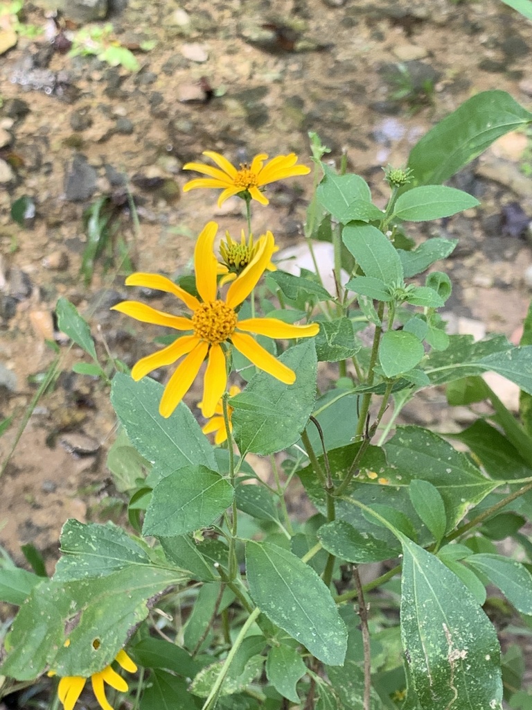 Chamiso (Plantas y polinizadores de San Gabriel Chilac) · iNaturalist