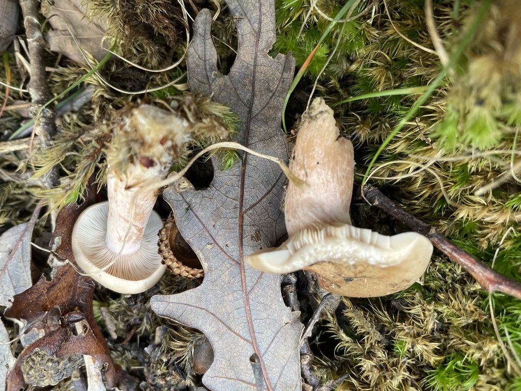 Lactarius imperceptus from Niches Weiler Leopold Nature Preserve, IN ...