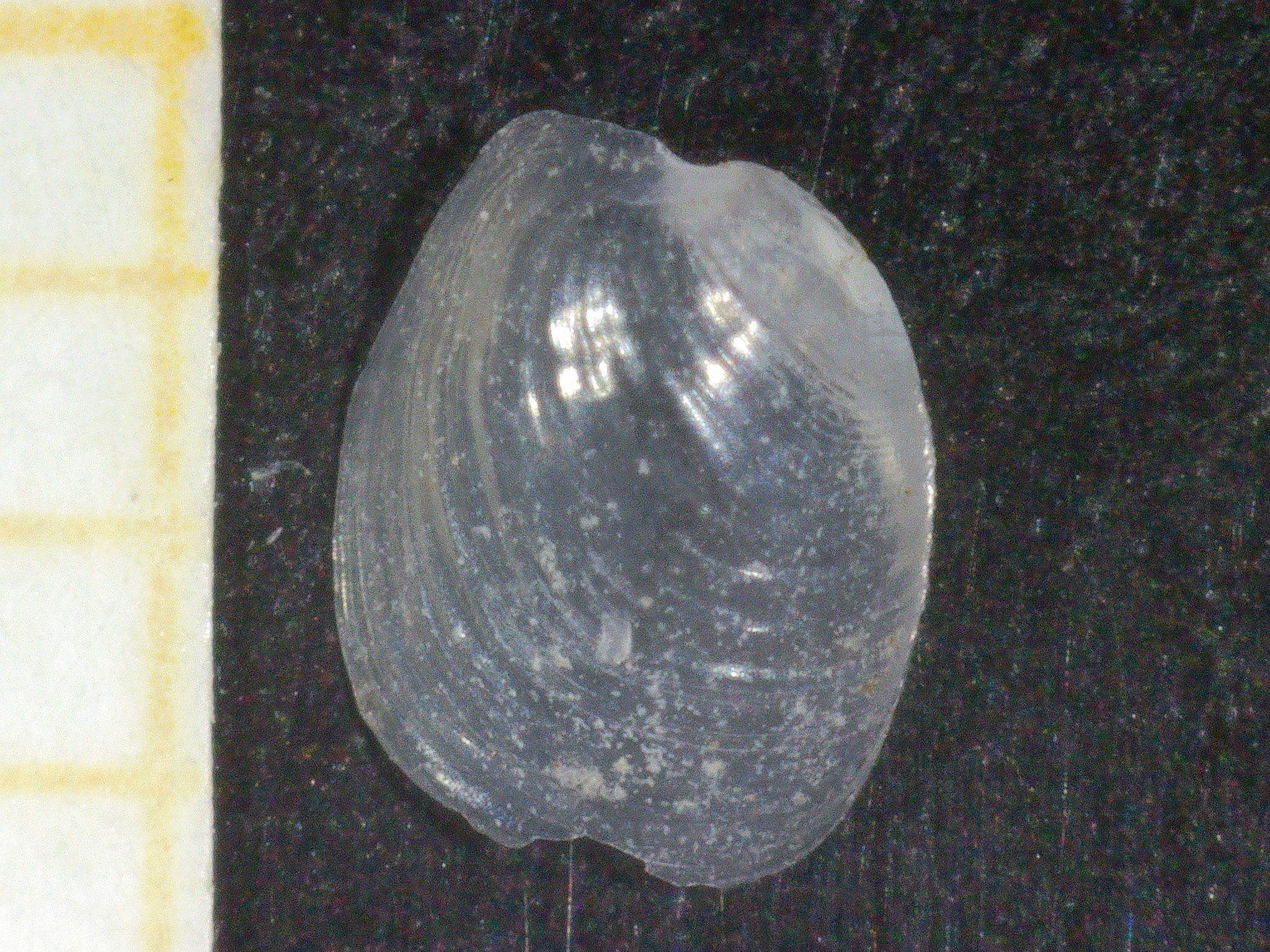 Philine quadripartita Ascanius, 1772