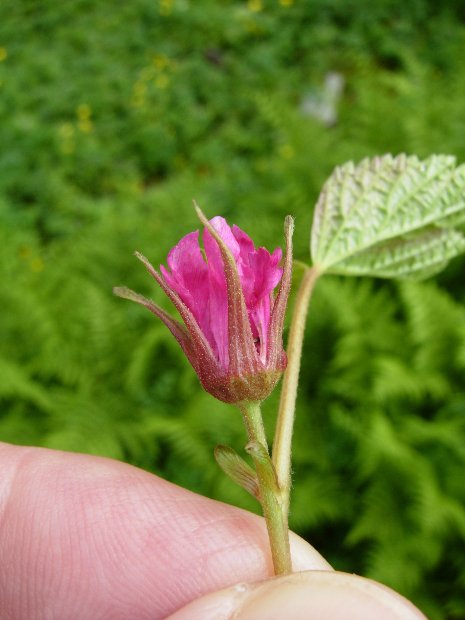 Rubus arcticus subsp. stellatus (Sm.) Boivin