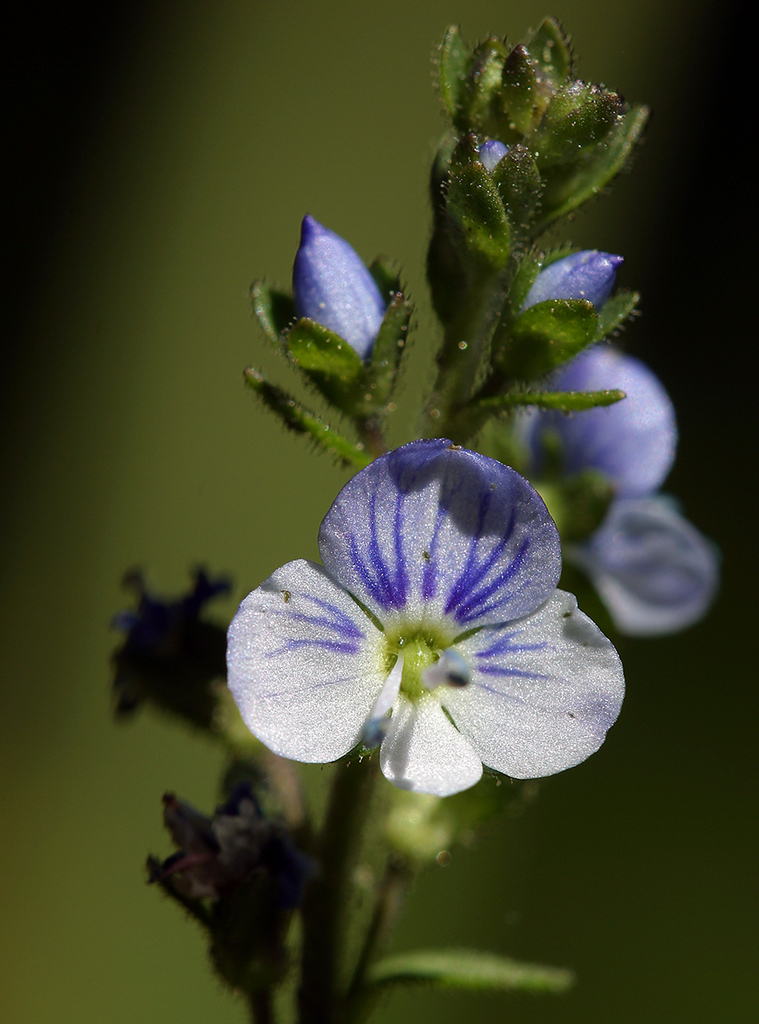 Bright blue speedwell (Veronica serpyllifolia humifusa) - Botanical Realm