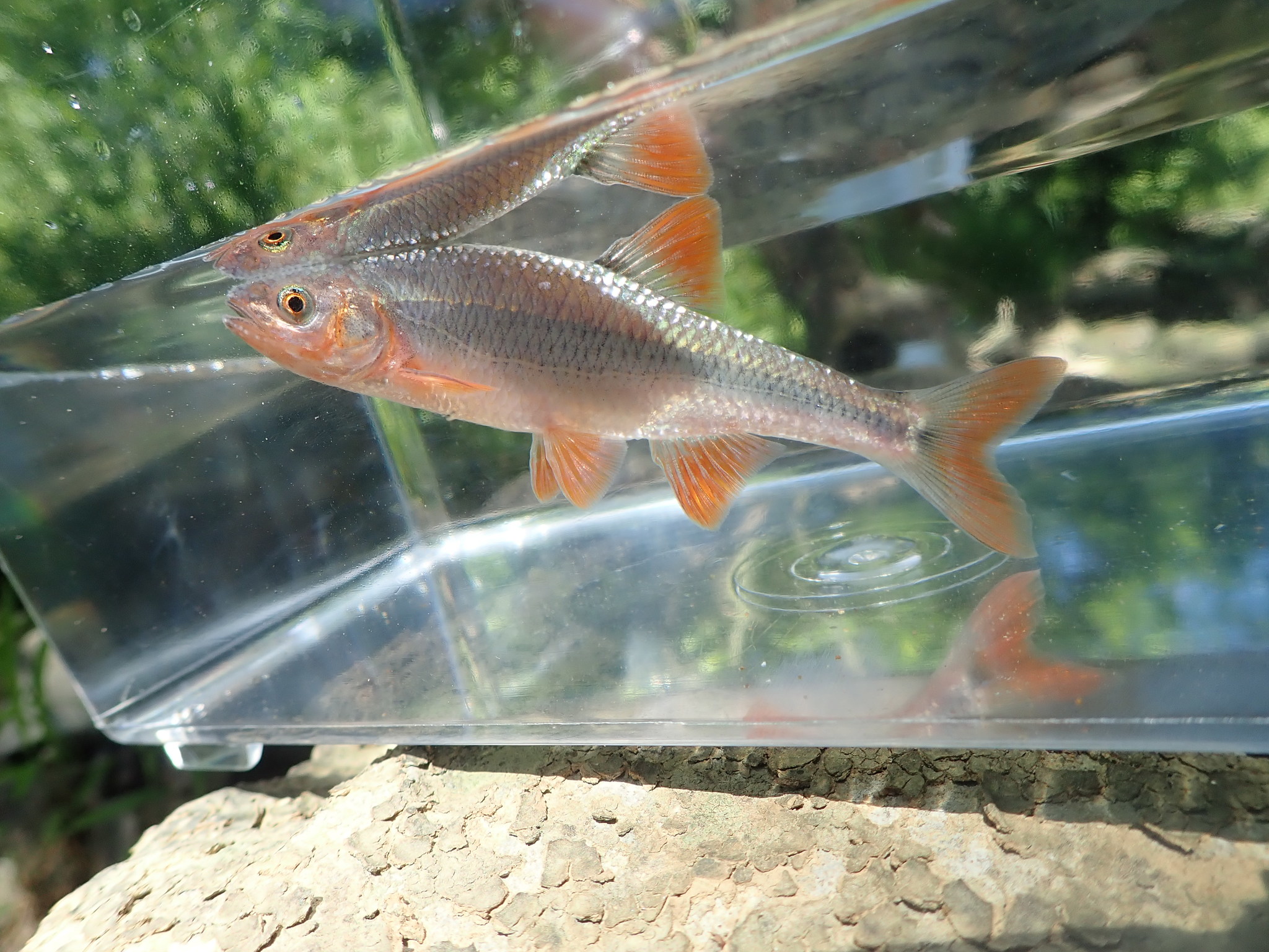 Lythrurus fasciolaris (Gilbert, 1891)