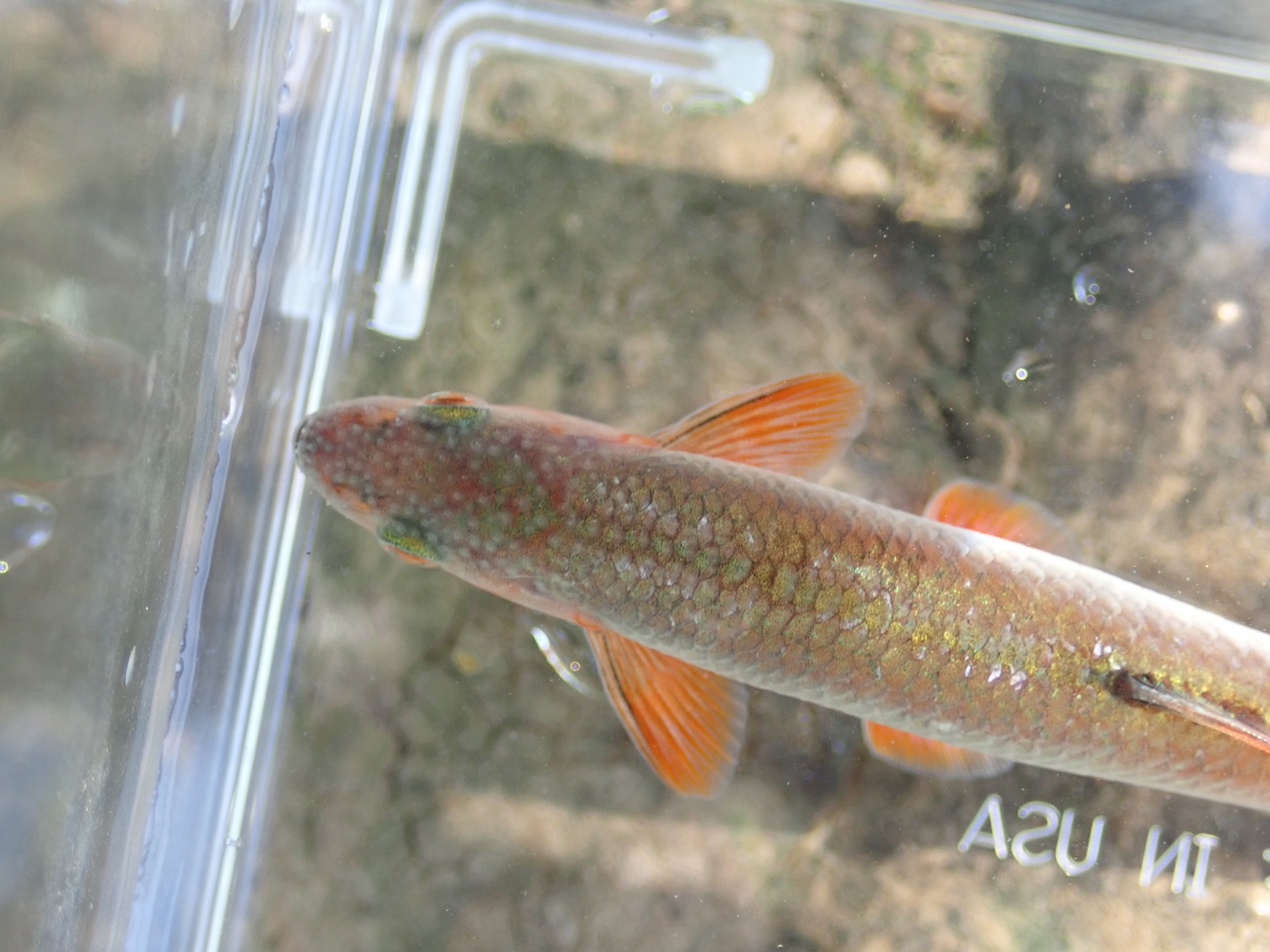 Lythrurus fasciolaris (Gilbert, 1891)