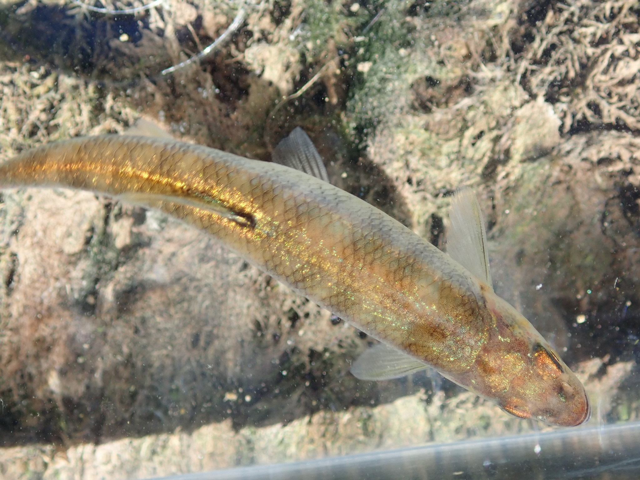 Lythrurus fasciolaris (Gilbert, 1891)