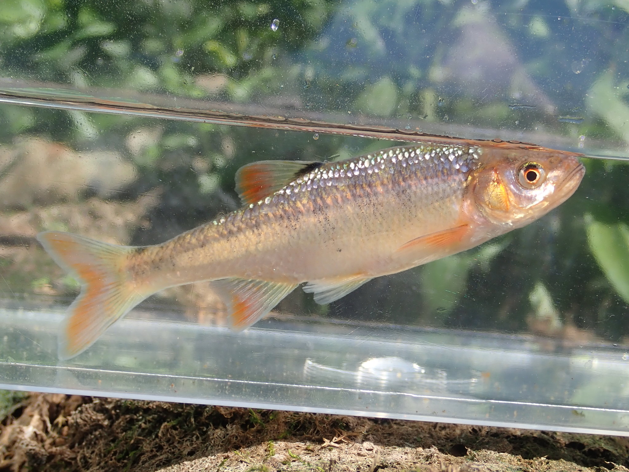 Lythrurus fasciolaris (Gilbert, 1891)