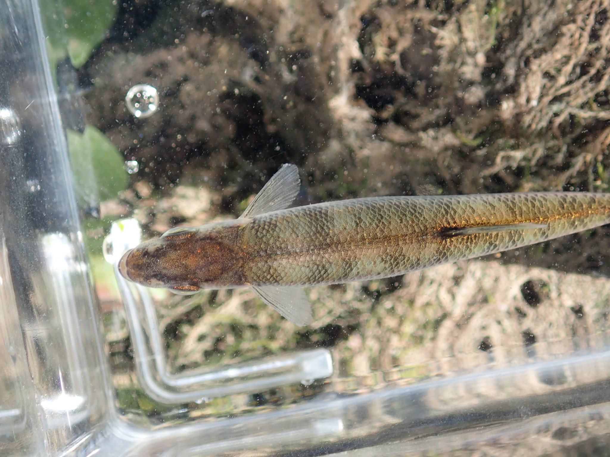 Lythrurus fasciolaris (Gilbert, 1891)