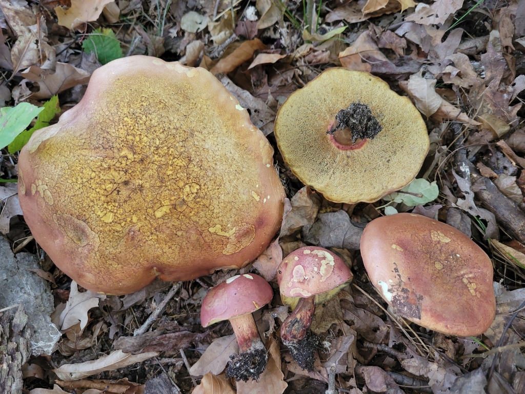 two-colored bolete from Jamestown Township, IN, USA on October 19, 2021 ...