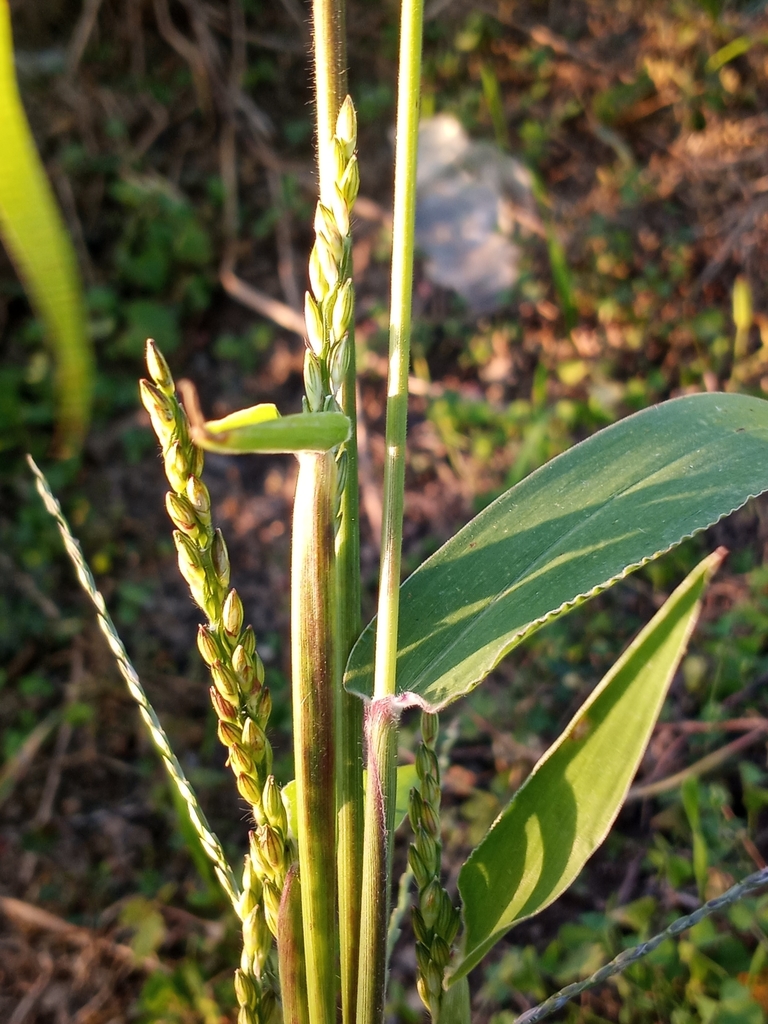Texas Signalgrass from Preston, MD 21655, USA on October 19, 2021 at 05 ...
