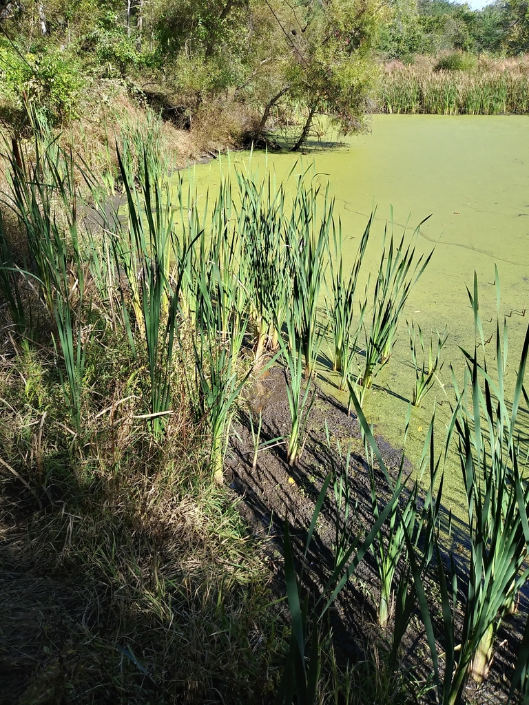 Cattails from Rust Nature Sanctuary on October 18, 2021 at 02:08 PM by ...