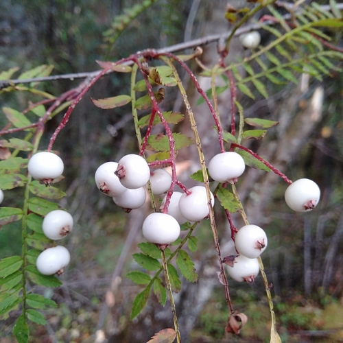 Sorbus rufopilosa · iNaturalist