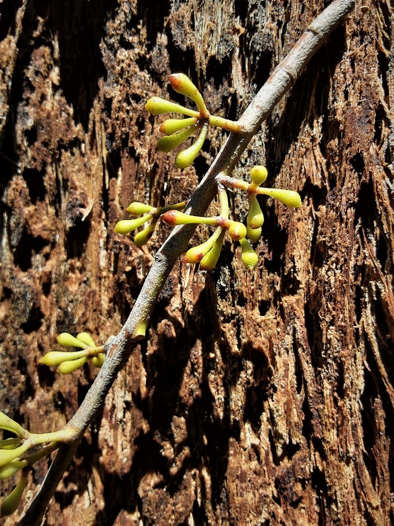 Brown Barrel (Eucalyptus fastigata) - Botanical Realm