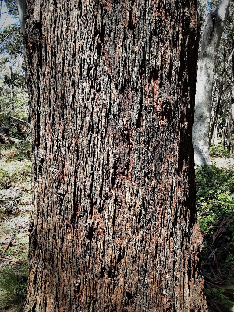 Brown Barrel (Eucalyptus fastigata) - Botanical Realm
