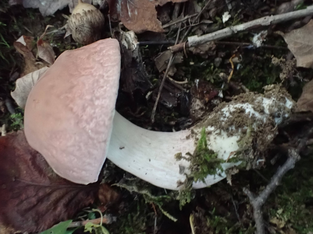 lilac bolete from Putnam County on October 16, 2021 by blynx · iNaturalist