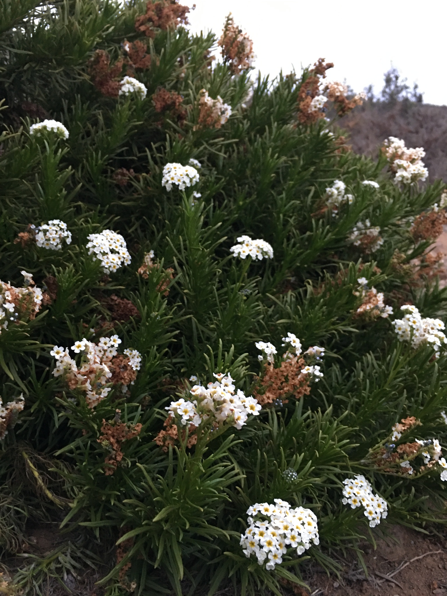 Heliotropium stenophyllum Hook. & Arn.