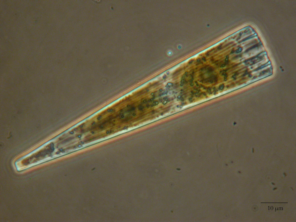 Licmophora from Spanish Hills Wharf, Trincomali Channel, Galiano Island ...