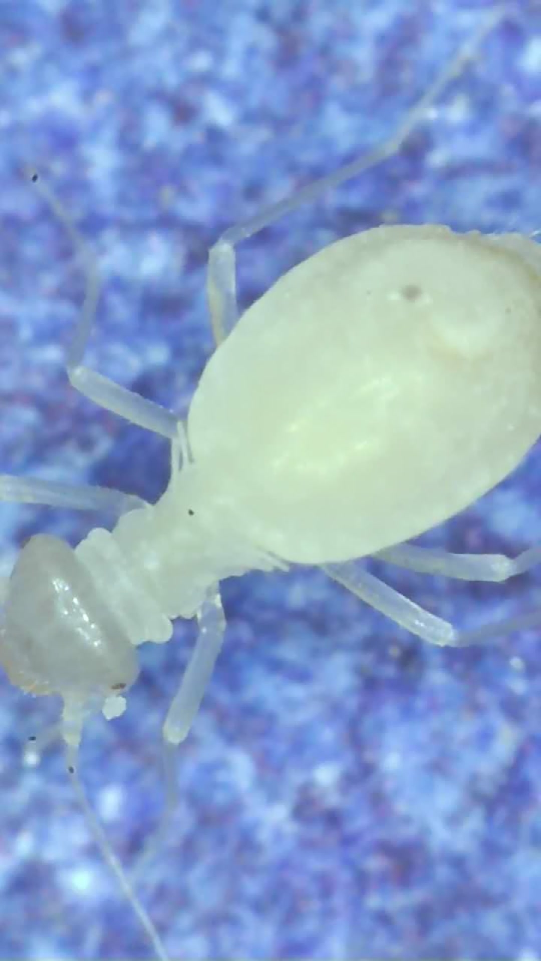 Psyllipsocus ramburii Selys-Longchamps, 1872