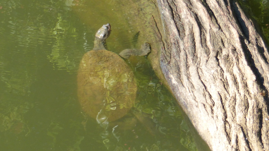 Mary River Turtle in October 2021 by Marilyn Connell · iNaturalist