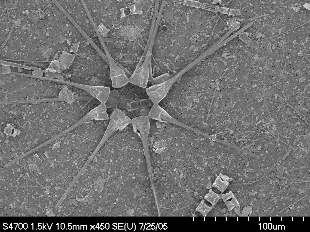 Asterionellopsis glacialis from Trincomali Channel, Galiano Island, BC ...