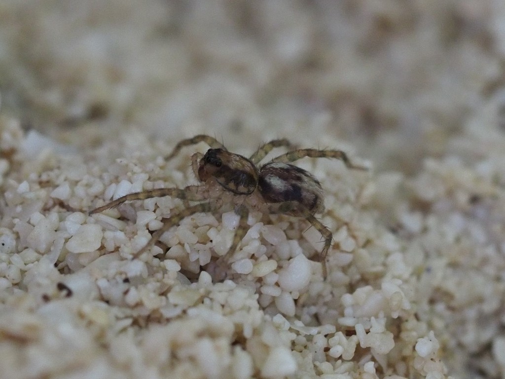 Wolf Spiders from Belualasmau on October 12, 2021 at 10:02 AM by ...