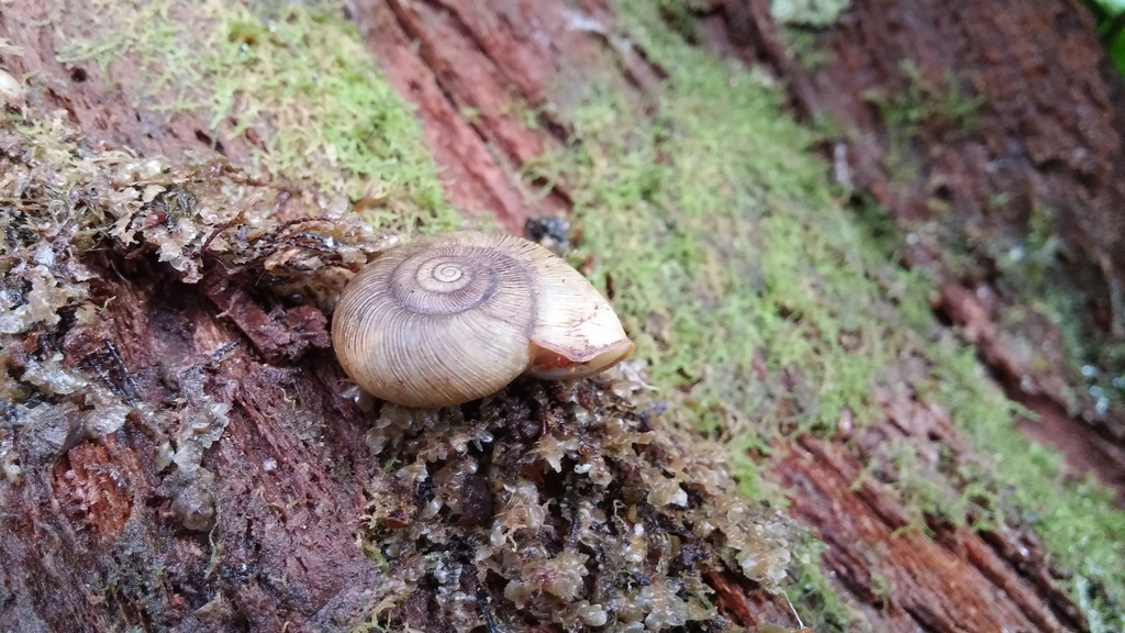 Beaded Lancetooth (Animals of the Lower Mainland) · iNaturalist