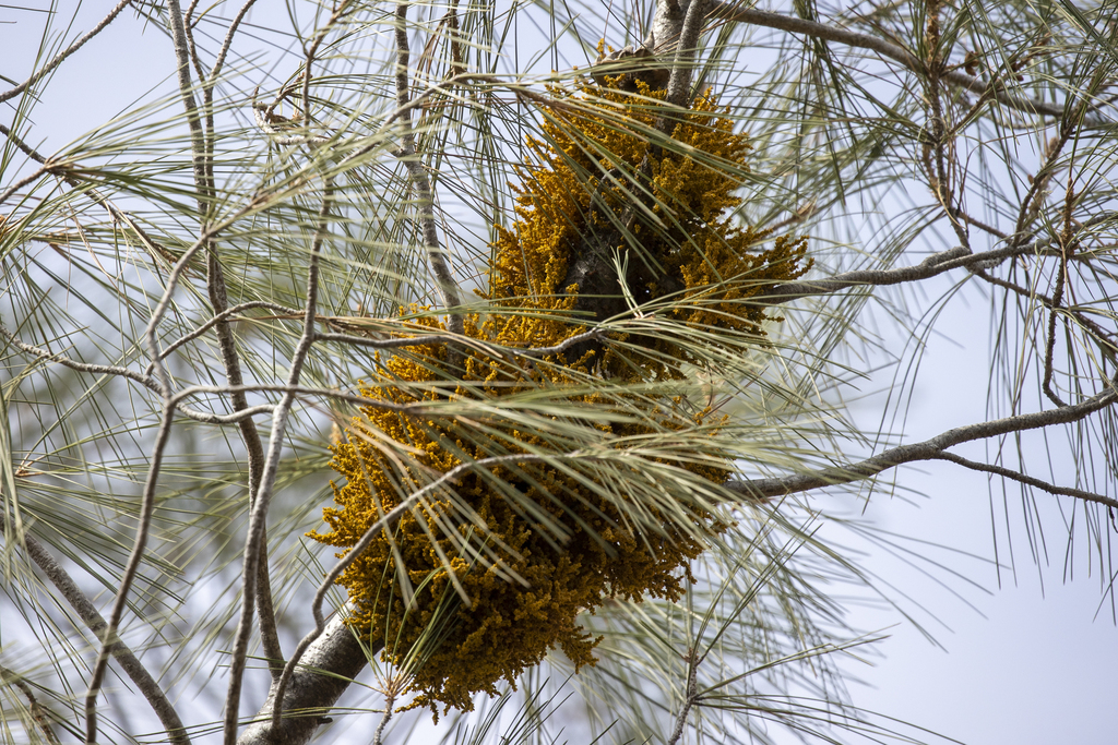 Western Dwarf-Mistletoe from Mariposa, California, United States on ...