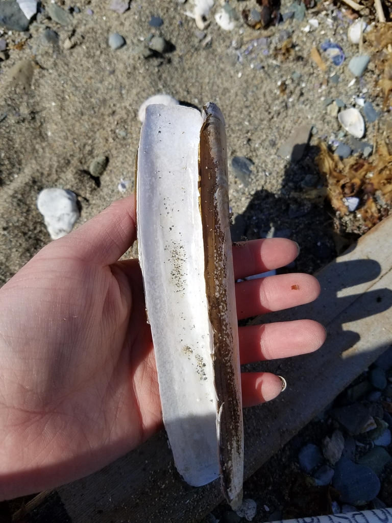 Atlantic Jackknife from 81-221 Revere Beach Pkwy, Revere, MA 02151, USA ...