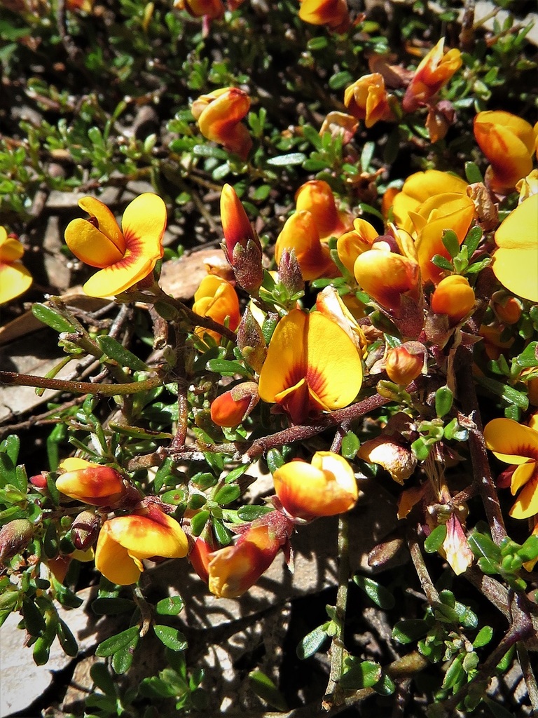spreading bush-pea from Blackbutt Mountain, Dark Corner NSW 2795 ...