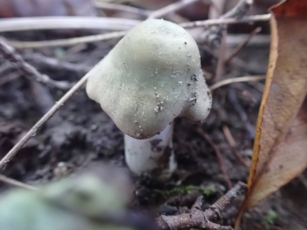 Blue-green Cracking Russula from Hendricks County on October 18, 2021 ...