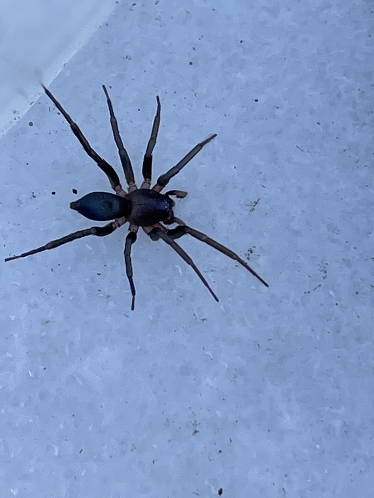Patriotic Ground Spiders from Frankston South, VIC, AU on October 20 ...
