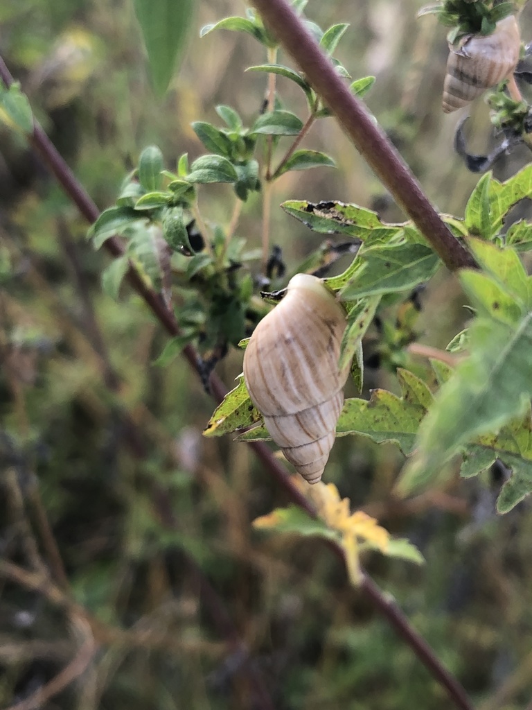Ghost Bulimulus from Brentwood Ct, Davenport, FL, US on October 14 ...